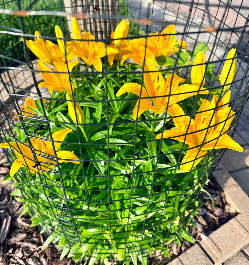 One Year Later, the Lilies Won – Hyphenated-Homestead