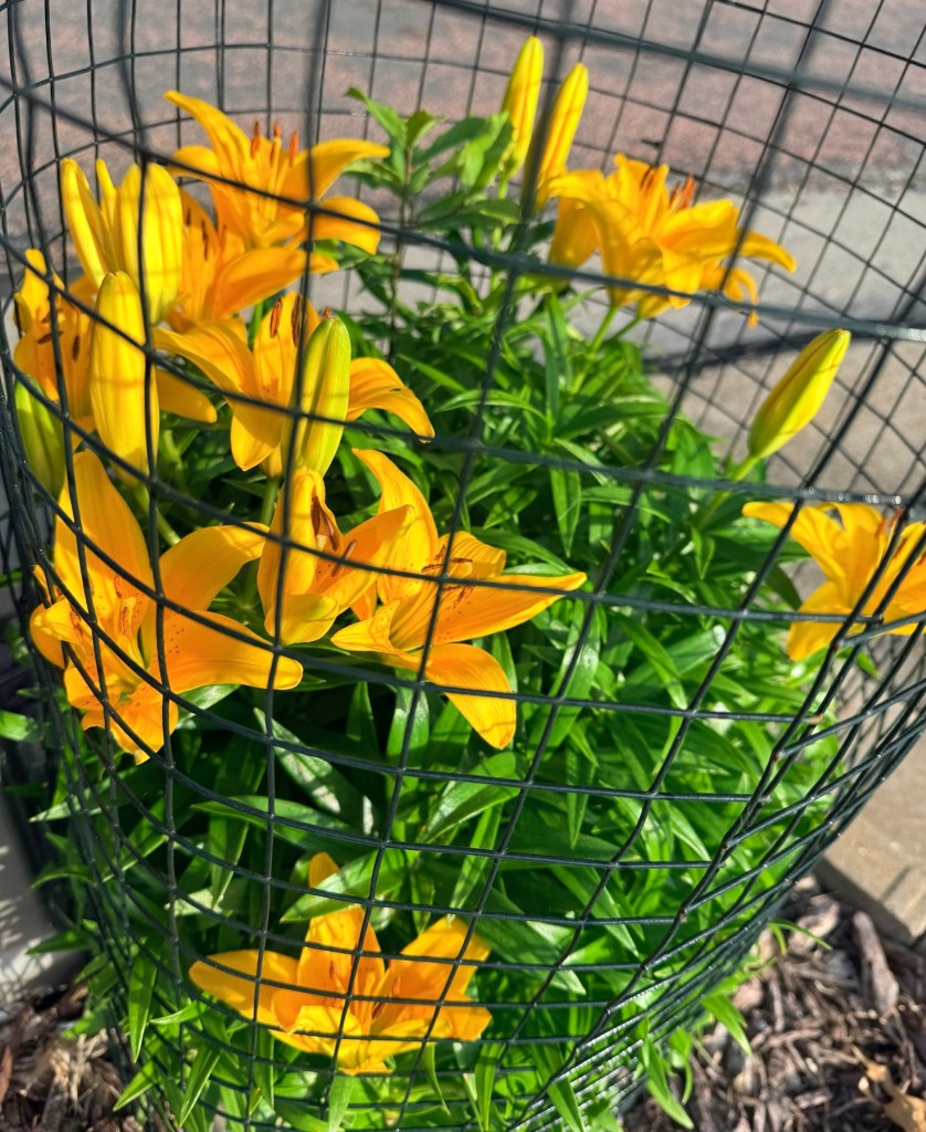 One Year Later, the Lilies Won – Hyphenated-Homestead